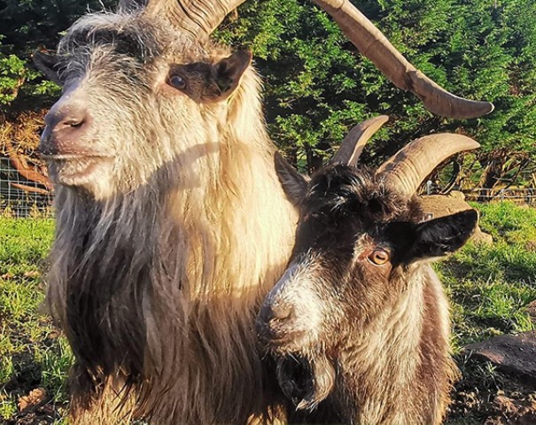 What We Do - Old irish goat home